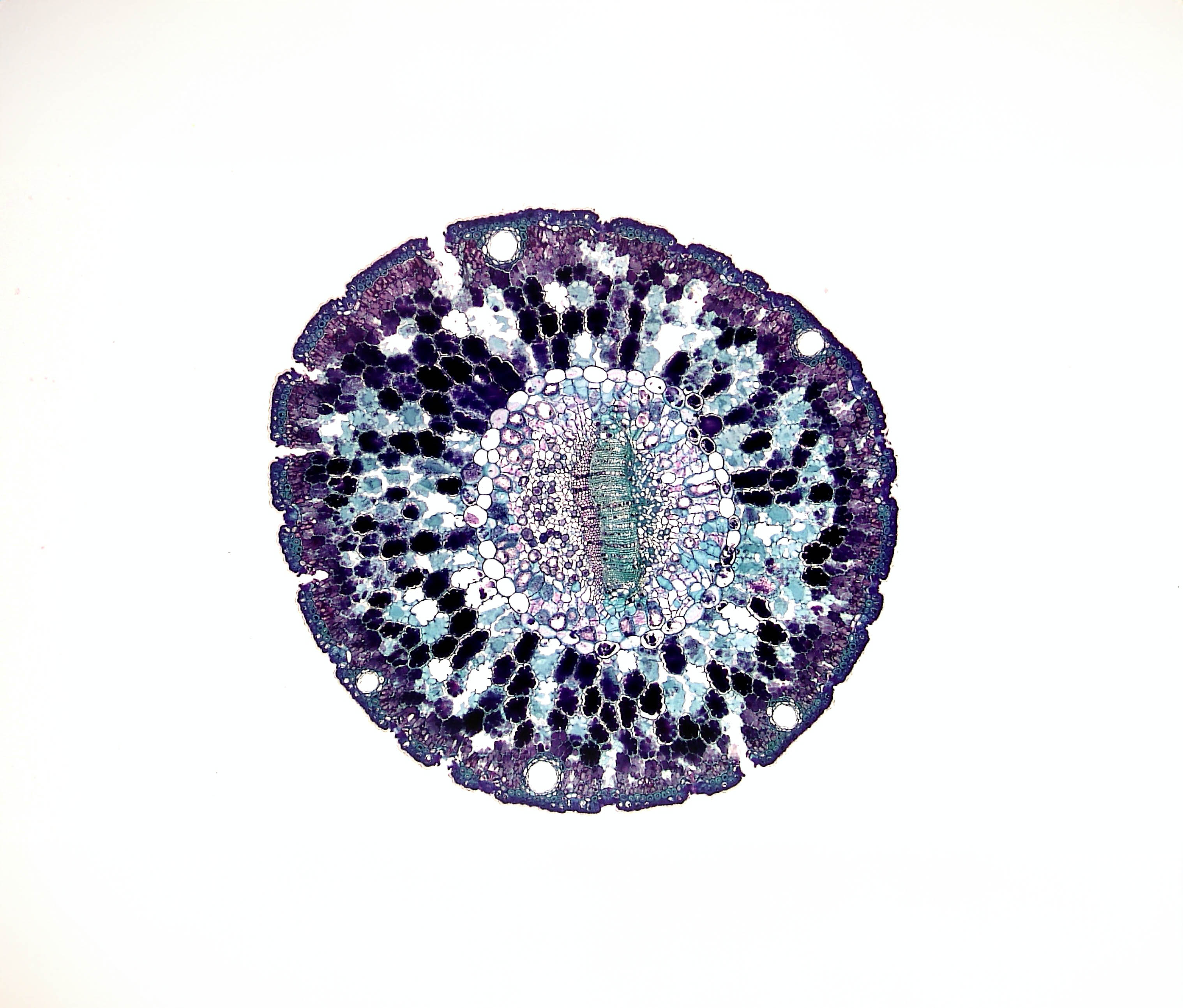 Ai Powered Digital Microscopy Solutions By Zeiss L Endava